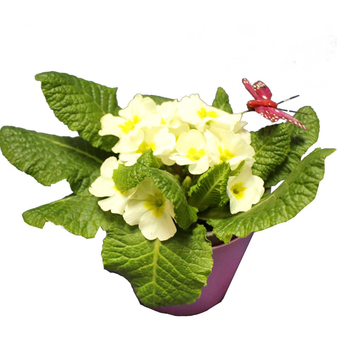 Dried Flowers - Fleurs de la sagesse | Beirut Lebanon