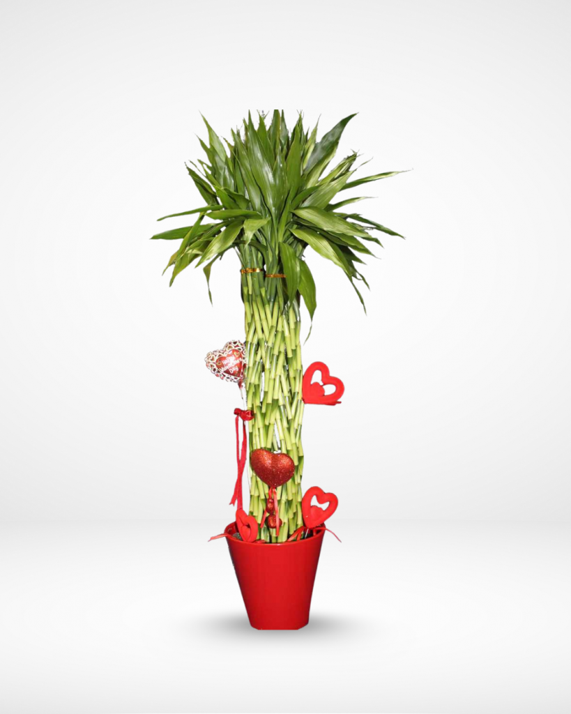 Indoor Plant Lebanon Lucky Bamboo - Fleurs de la Sagesse