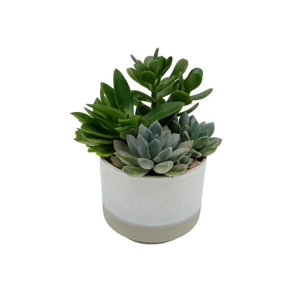 Succulent & Echeveria - Fleurs de la sagesse | Beirut Lebanon